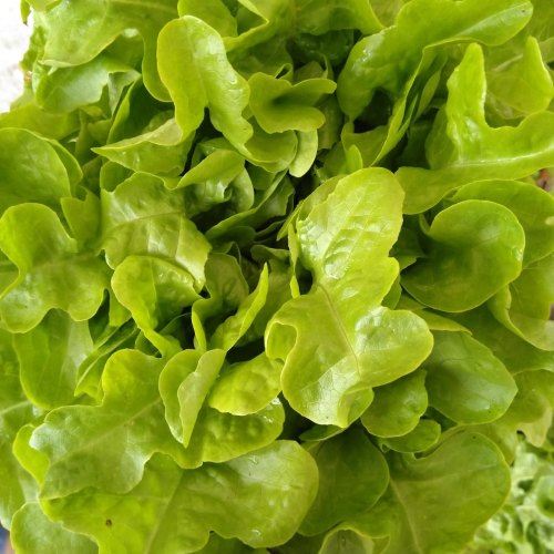 Lechuga (Un) – ferias rurales