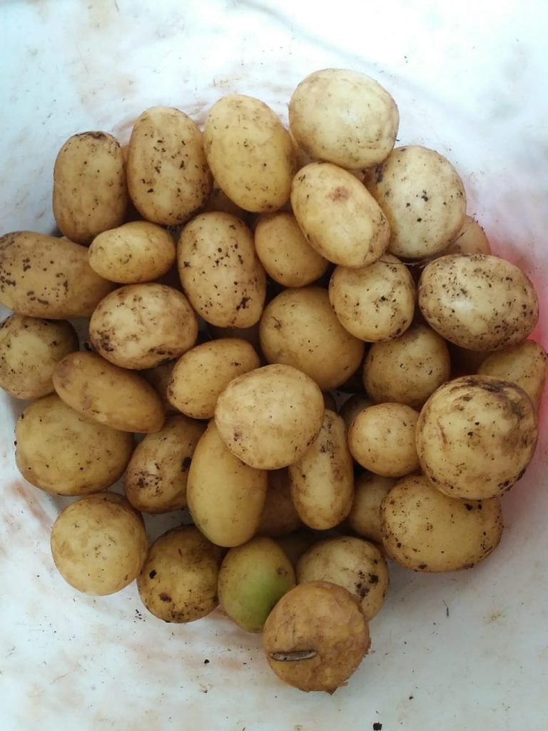 Papitas Chancheras (kg) – ferias rurales