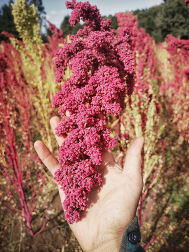 Quinoa (kg) – ferias rurales